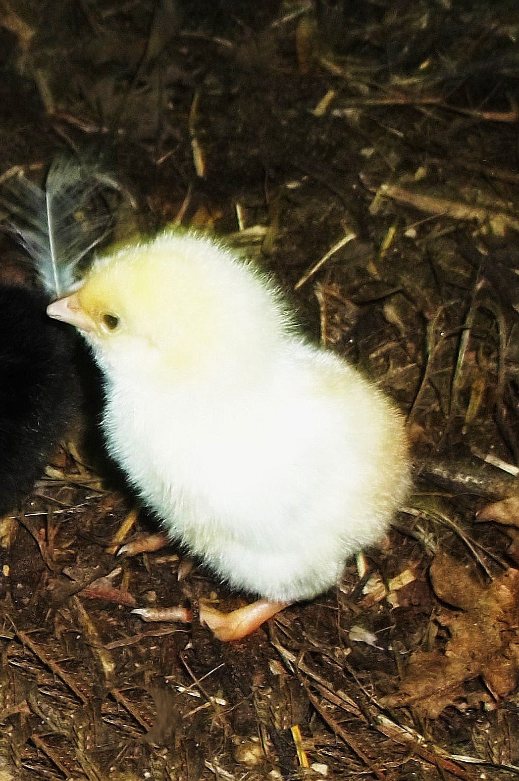 It's Raining Chickens, Cats and Dogs