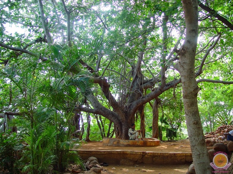 Sathya Sai with Students: The Secret under the Meditation Tree at ...