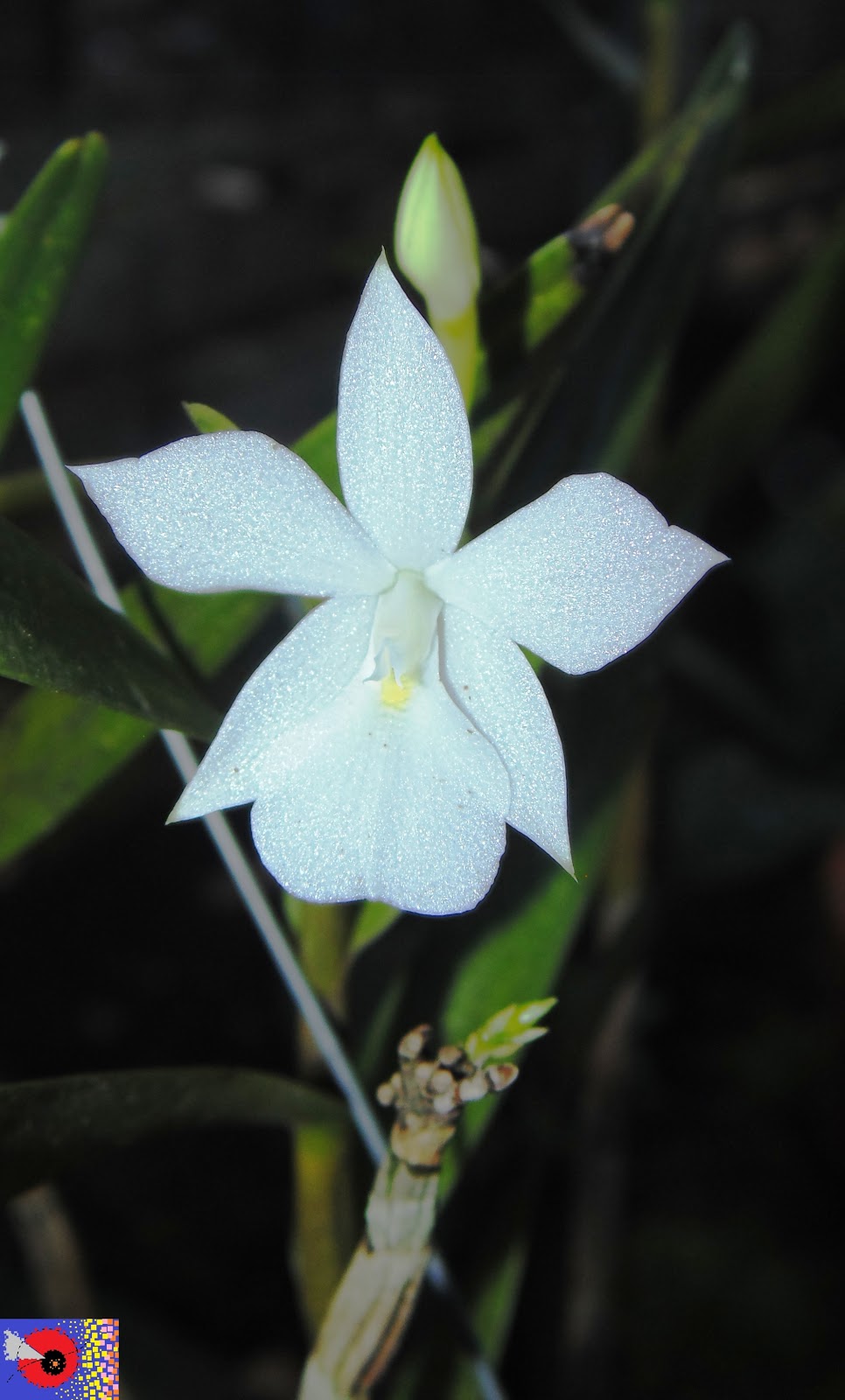 ORQUÍDEAS * BROMÉLIAS: 337 - Orquídea: Dimerandra emarginata var. alba