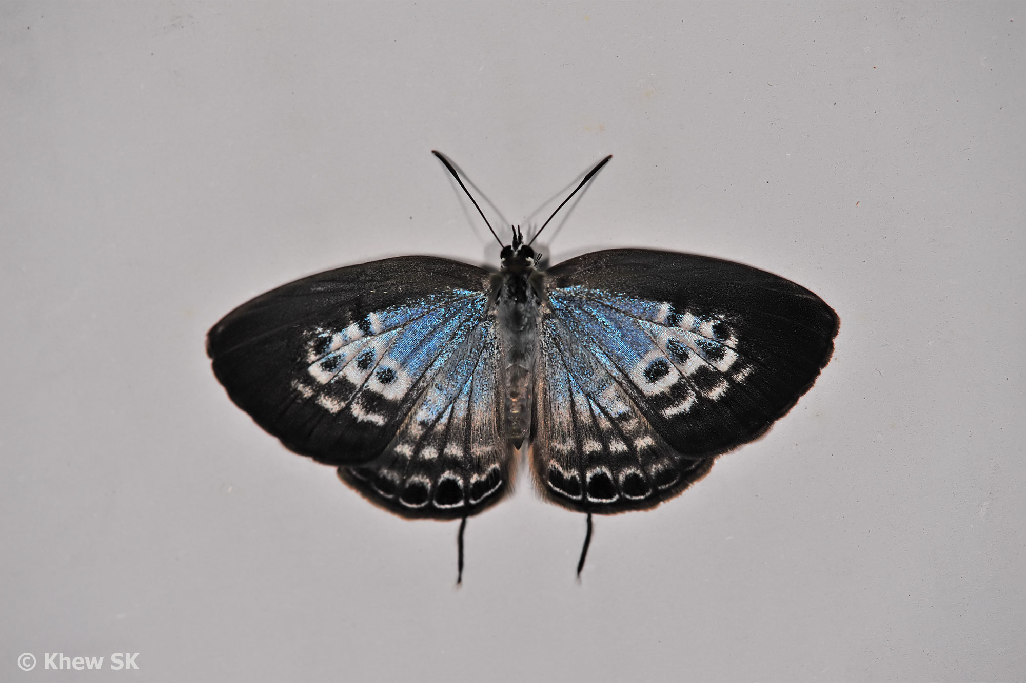 Butterflies of Singapore: The Disappearing Acts 2