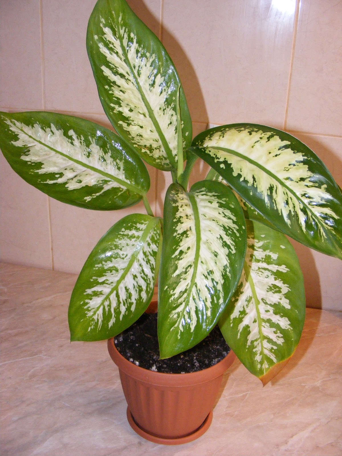 Dieffenbachia | Preparatedevis.ro