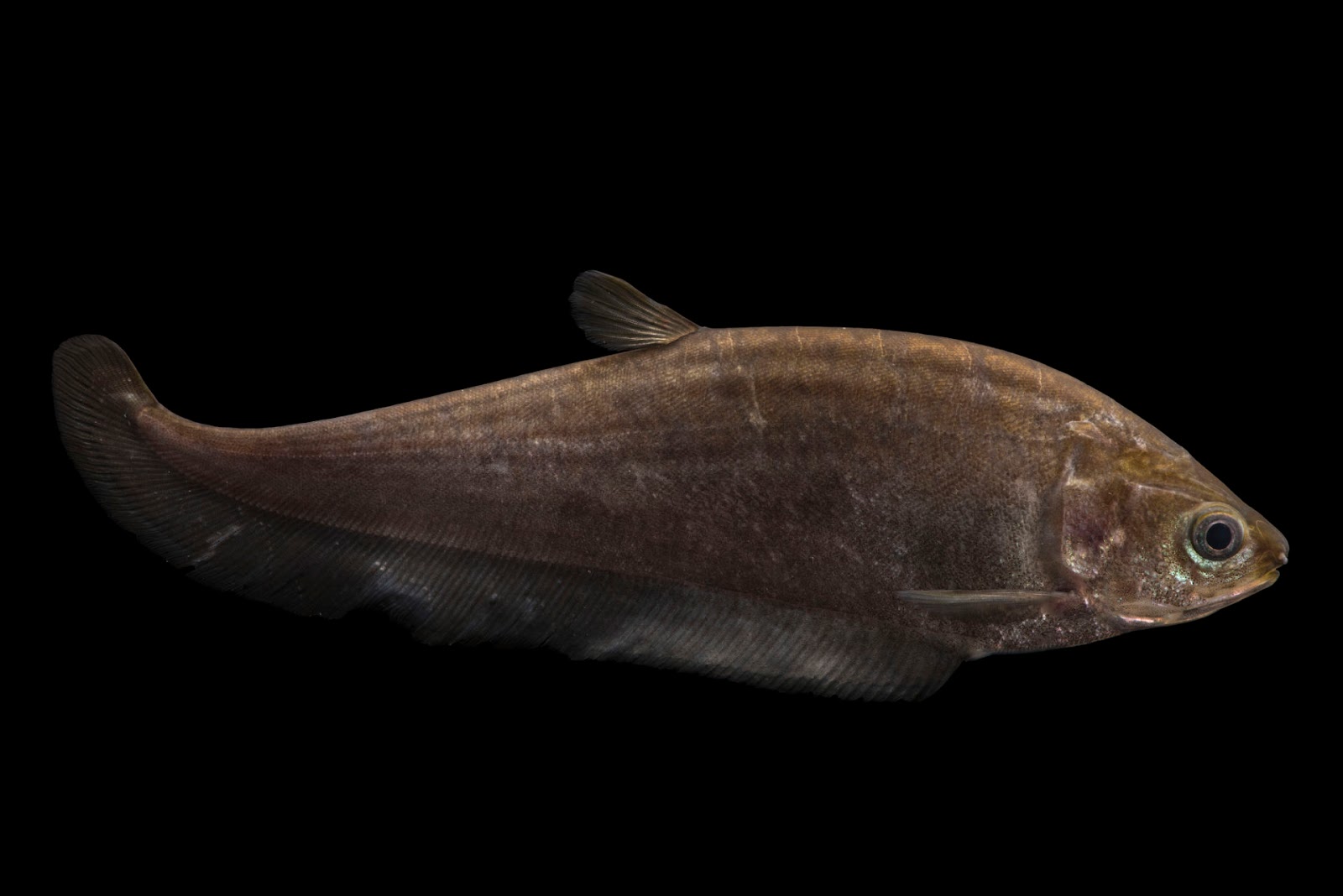 Oppdag Fisk!: Knivfisk/Bronze Featherback/Notopterus Notopterus ...