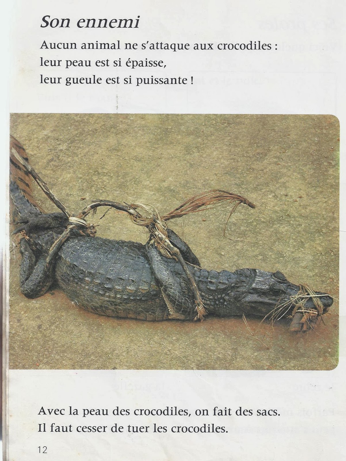 Leçons de choses: Le crocodile
