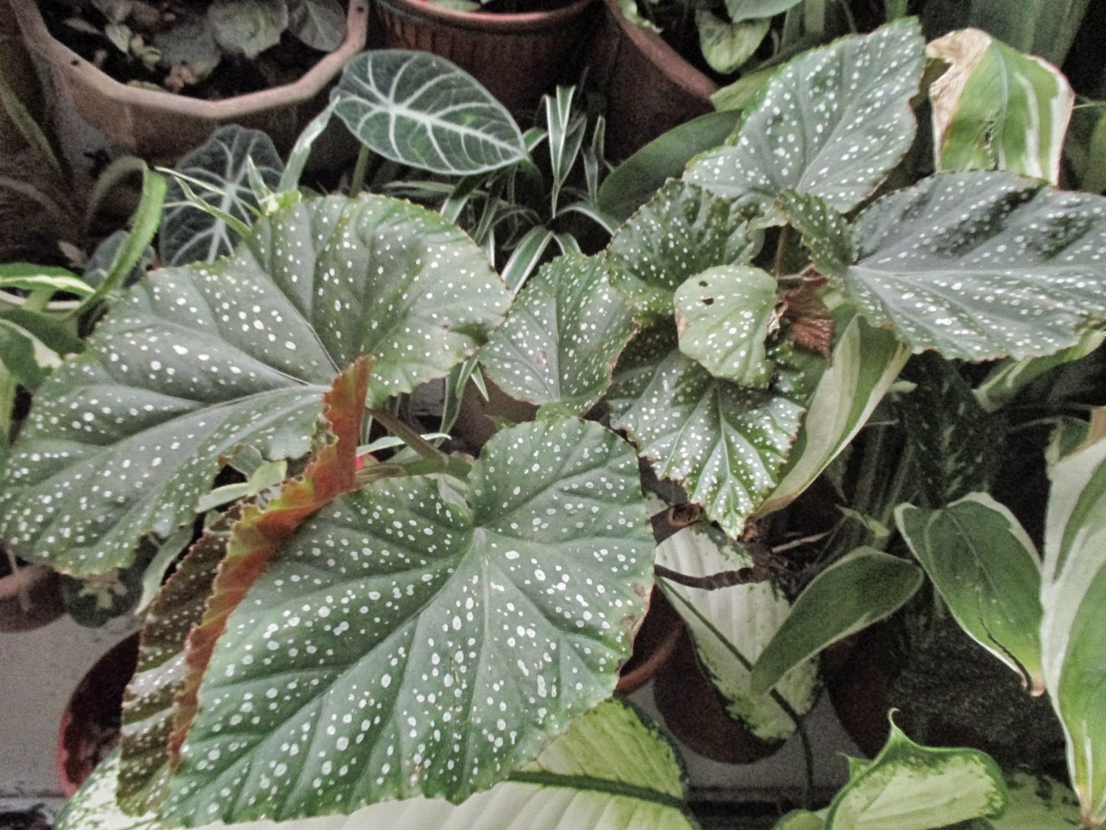 Garden Chronicles of James David: Cane Begonia - Lucerna