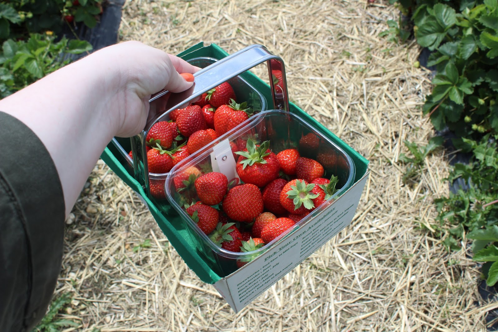 Strawberry Picking at Pickwell Farm | Alice Anne