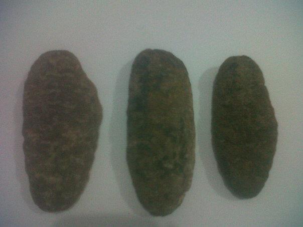 Kerang mata tujuh dan Tripang: Proses kerang Mata Tujuh (Abalone)