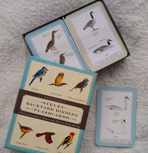 The Woodsman's Journal Online: Backyard Birding Flashcards and Mute Swans©