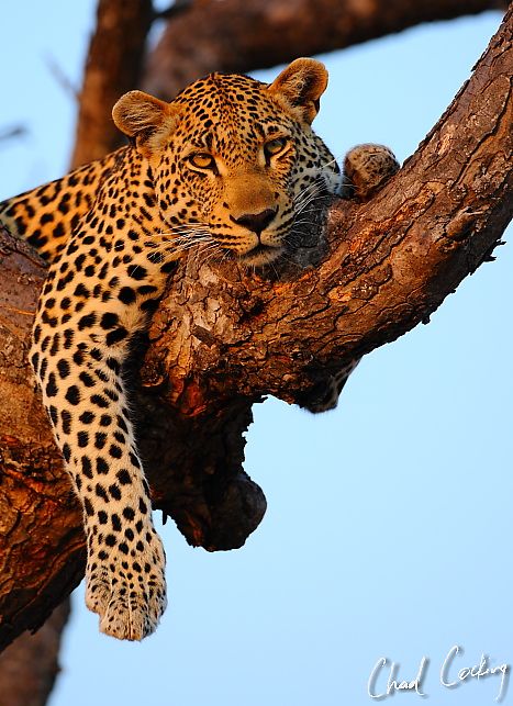 .: 16th August – Leopard Central!