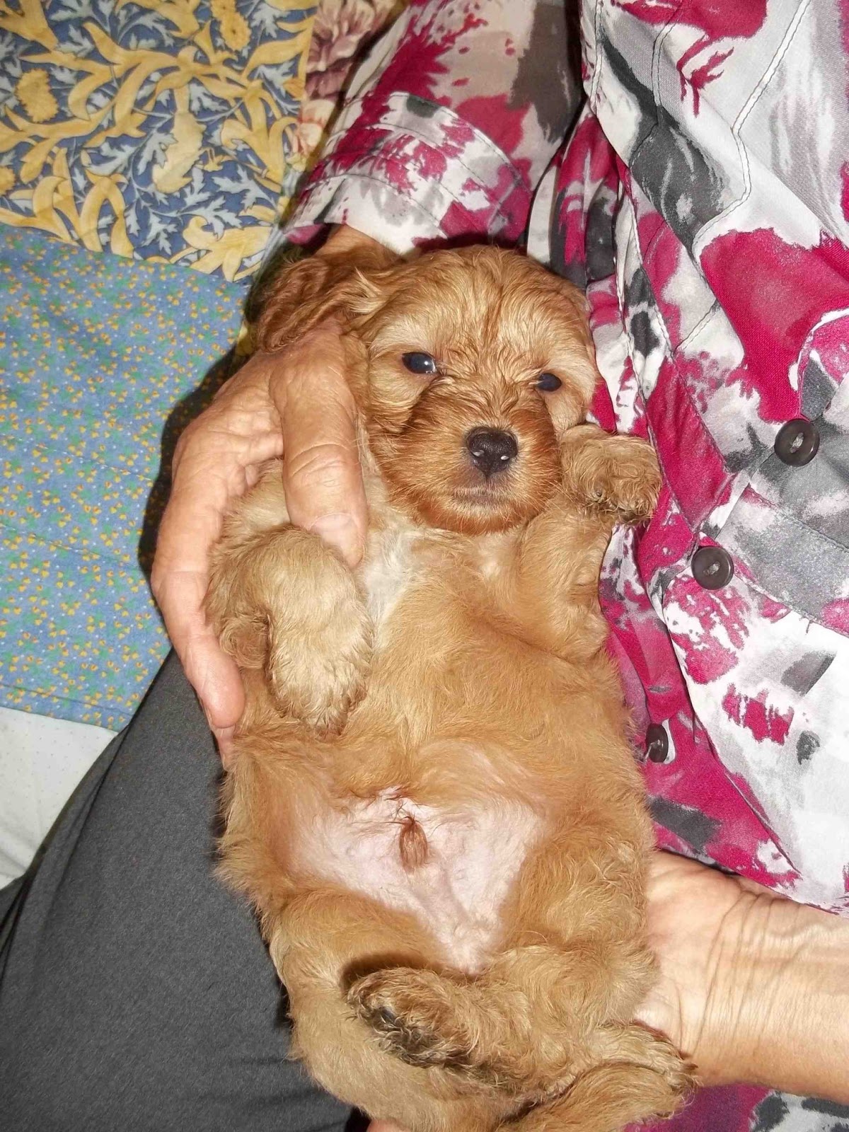 Cavoodle Pups: The Best Temperament Cavoodles We Have Ever Bred