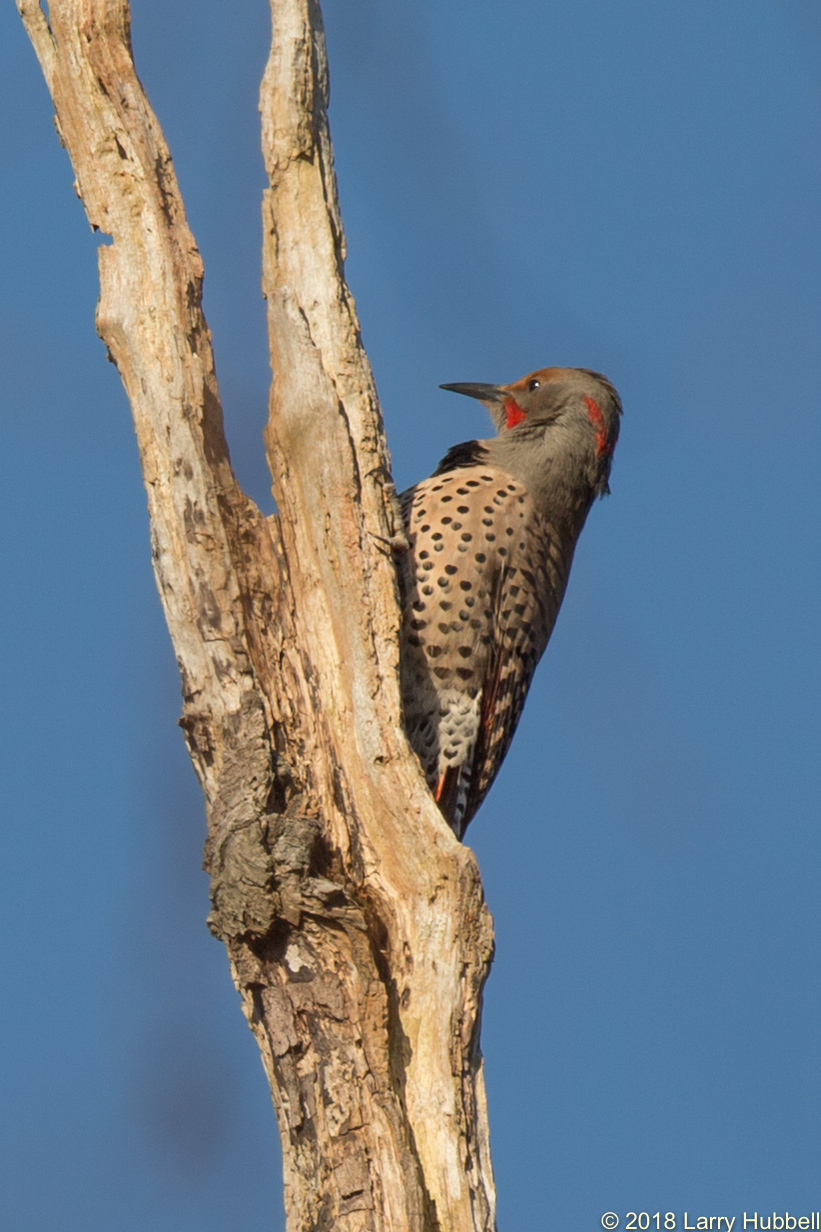 Laurelhurst Blog: All About Flickers
