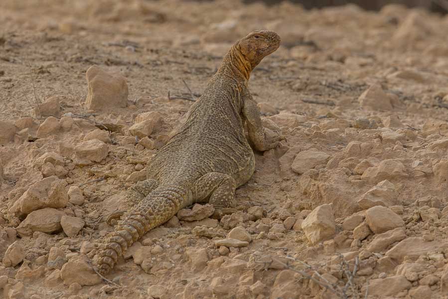 Birds of Saudi Arabia: More Arabian Spiny-tailed Lizards – Dhahran Hills