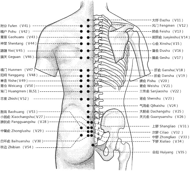 Blog Le Souffle du Menhir: Les points Bei Shu Xue / Bèi Shū Xué Shu ...
