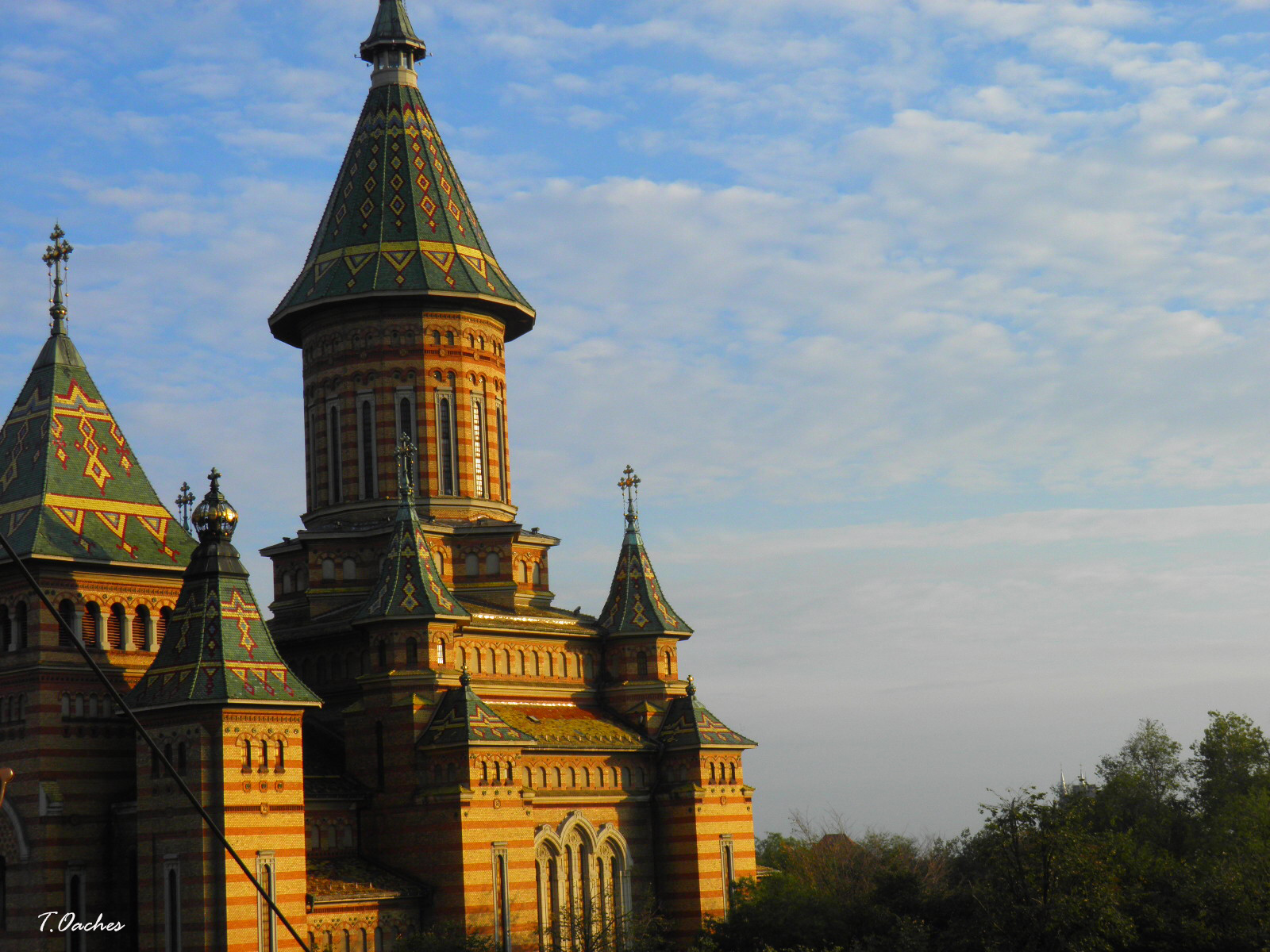 PASARI DIN ROMANIA: soim calator