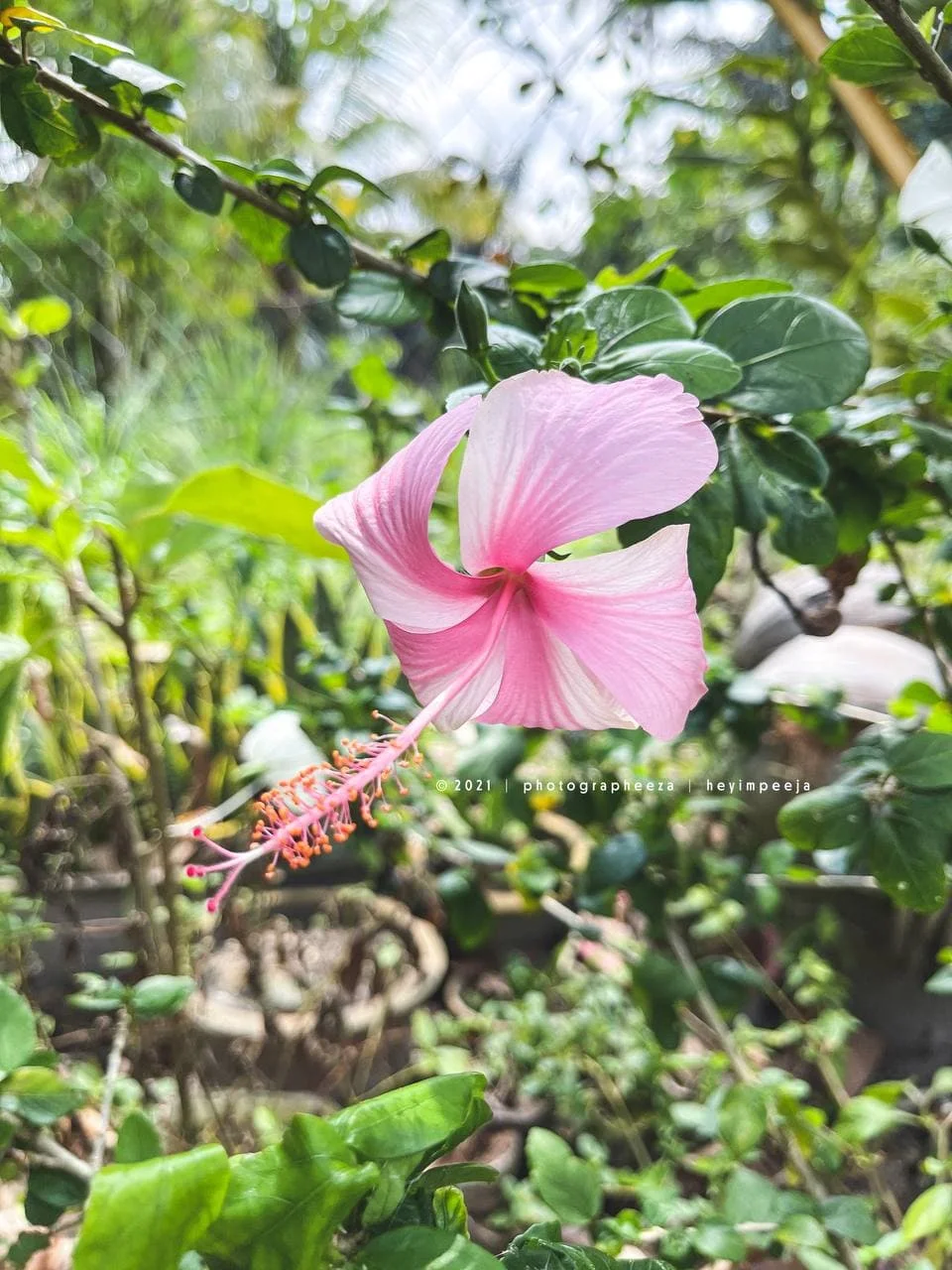 Bunga Raya Kelopak Kepok Kepok | Blog Sihatimerahjambu