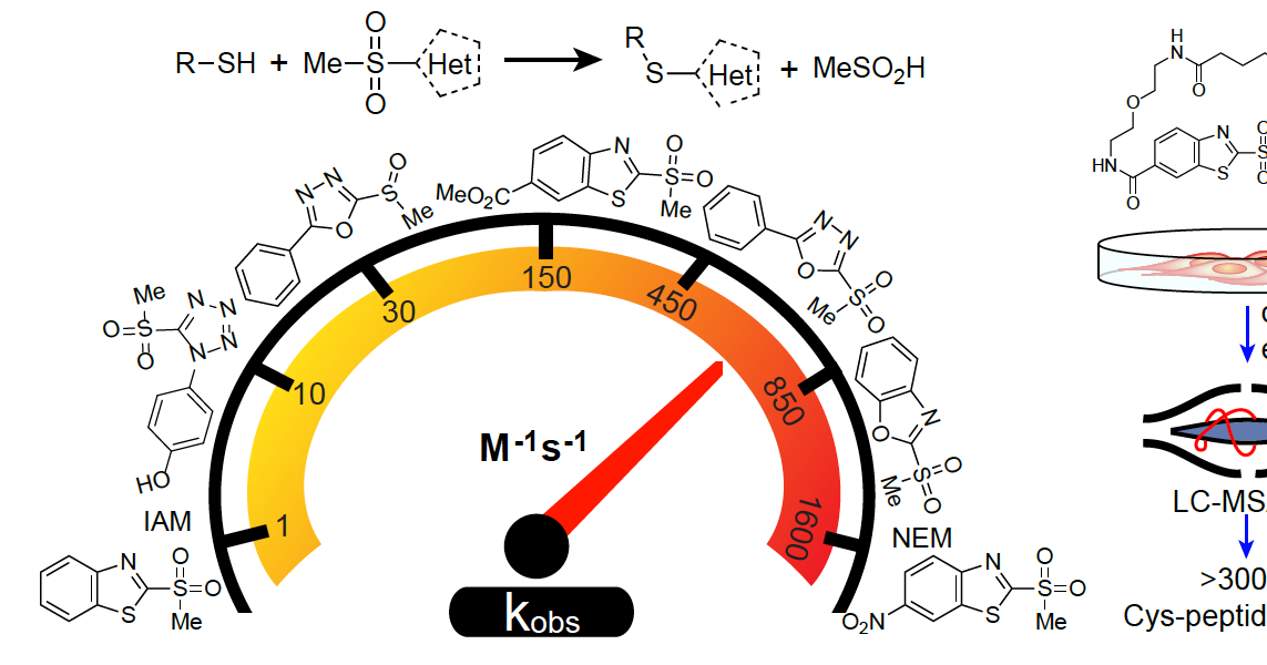 Covalent Modifiers: Tunable heteroaromatic sulfones enhance in-cell ...