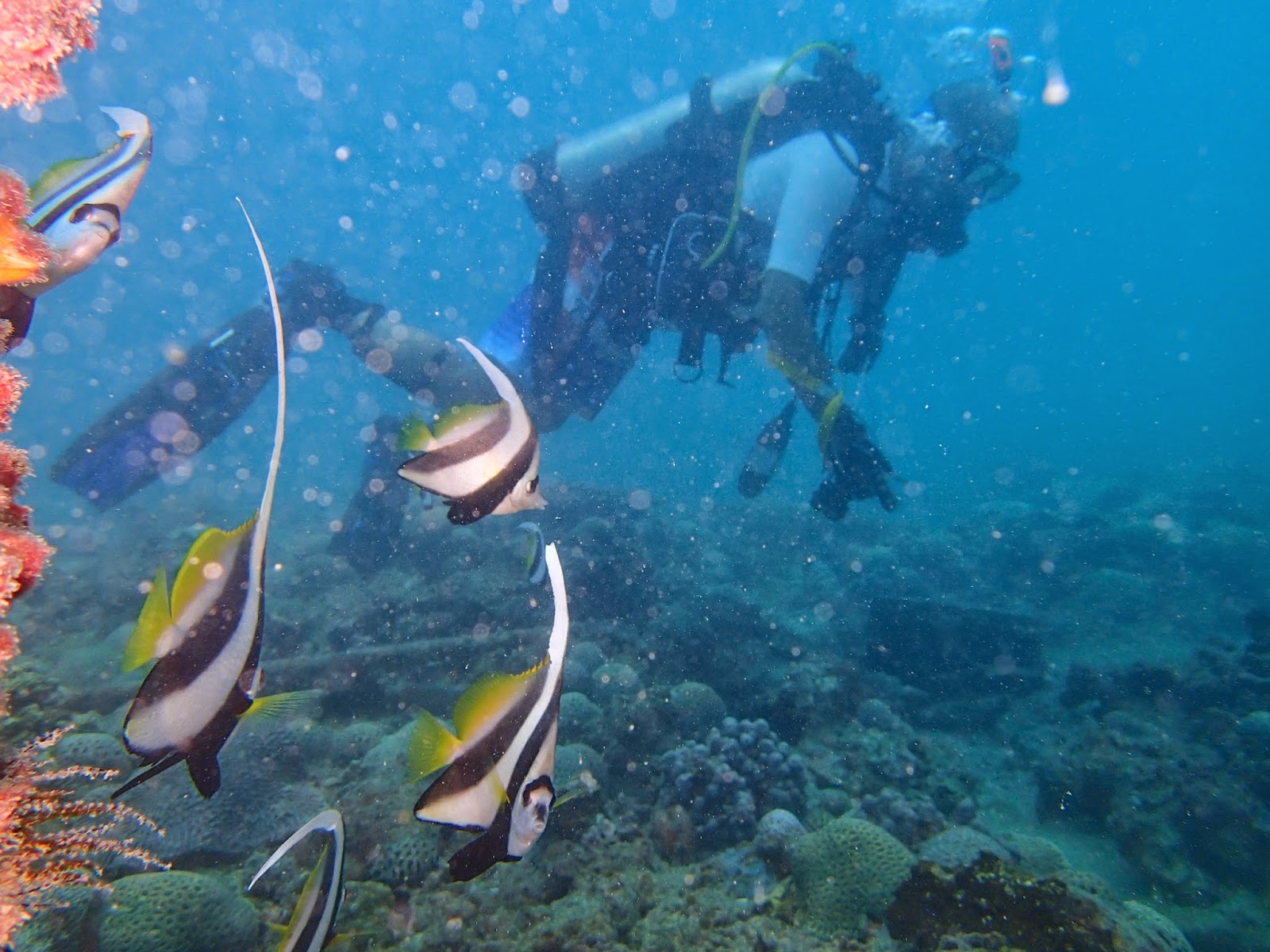 Kuwait Diving at Austin George blog