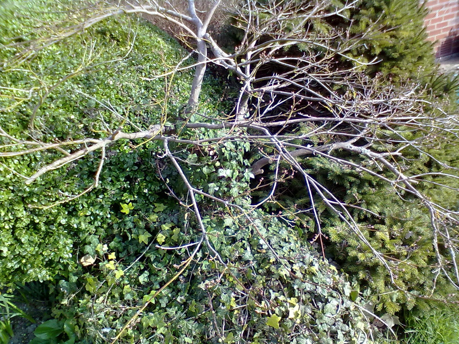 Rachel the Gardener: Today's mystery: the Ivy Tree