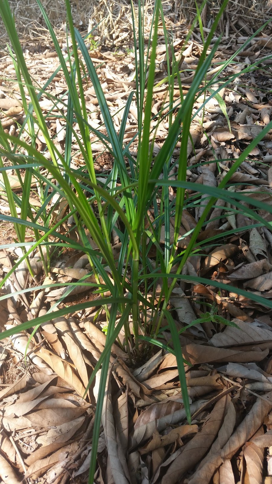 Warisan Petani: Pokok Sendayan.