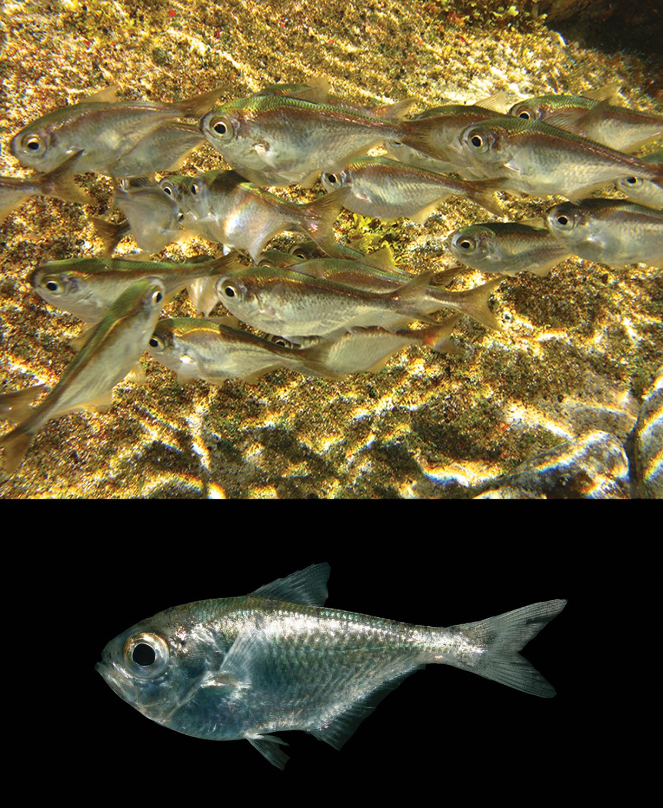 Species New to Science: [Ichthyology • 2016] Pempheris gasparinii • A ...