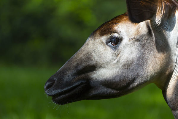 Criaturas Incríveis®: 2017