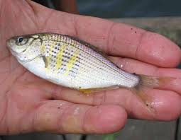 Dillon Beach Fishing: Bait Fishing