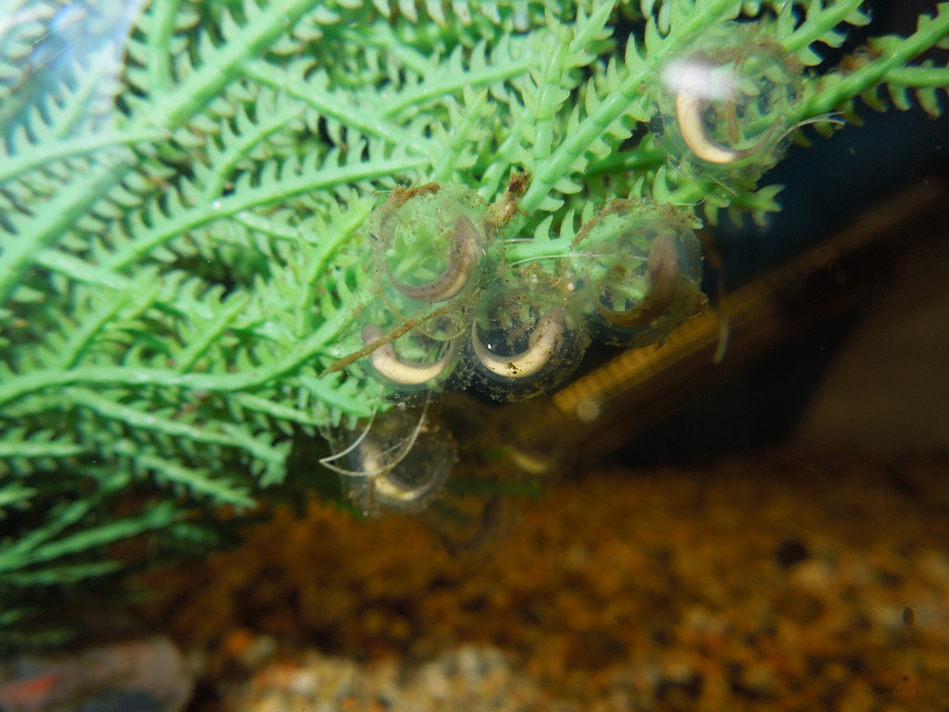 Reptiles Amphibians & Fish: AXOLOTL EGGS DEVELOPMENT