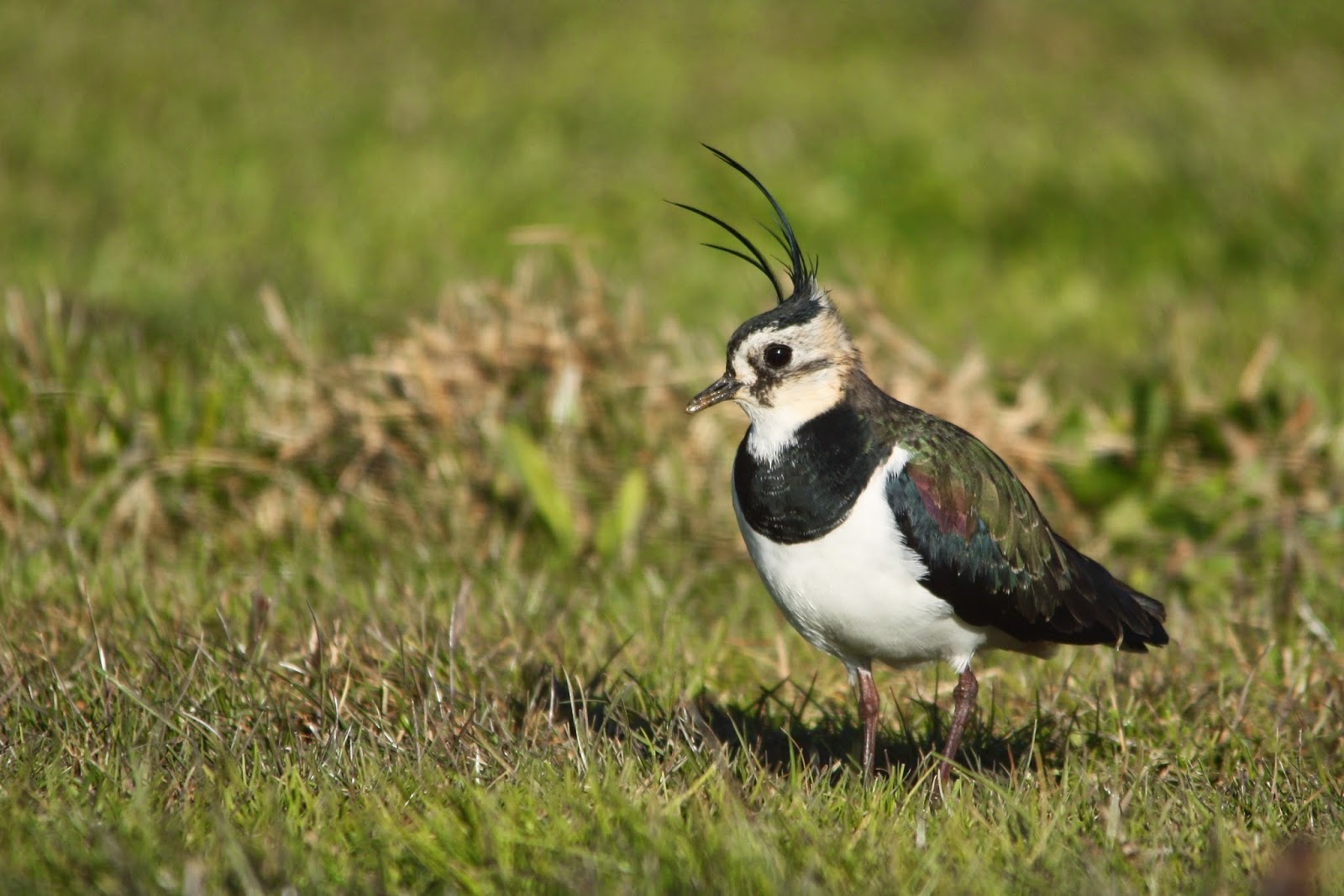 Por onde o meu olhar se perde...