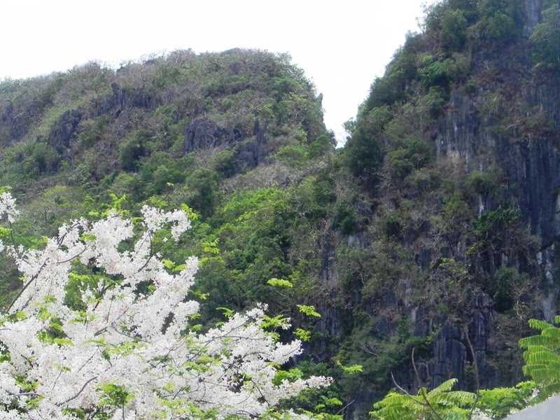 OUR PHILIPPINE TREES: The Palawan Cherry Dilemma in Palawan