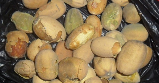 FRUITS: DESERT DATE OR ADUWA