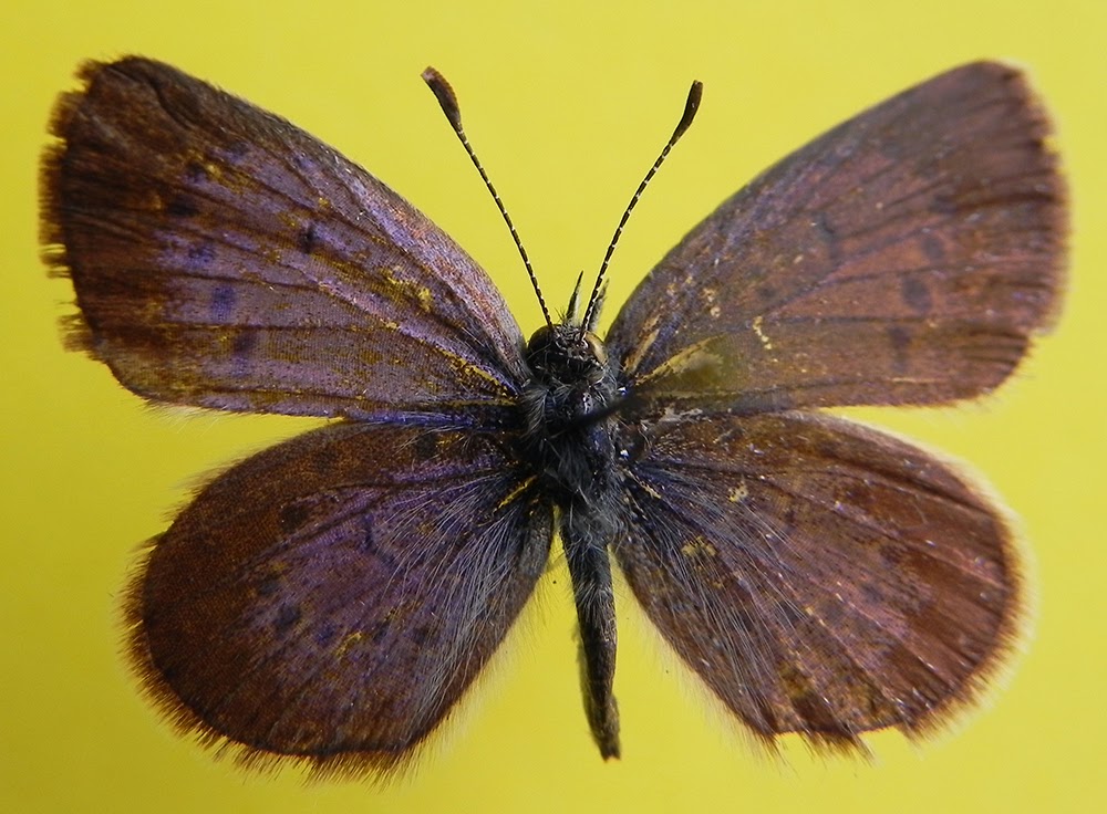MARIPOSAS (BUTTERFLIES): Subfamilia POLYOMMATINAE Tribu ZIZEERINI ...