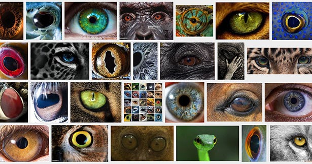 HG SCIENCE CORNER : How animals see the world!