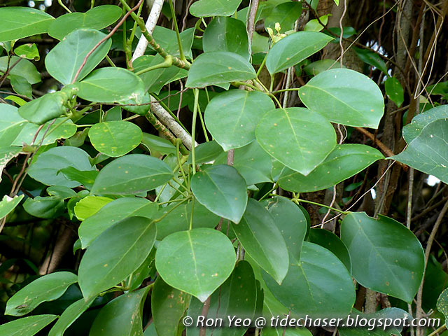 tHE tiDE cHAsER: Mangrove Climbers & Creepers of Singapore