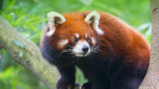Why are Red pandas endangered? Red panda characteristics - Funny Animals