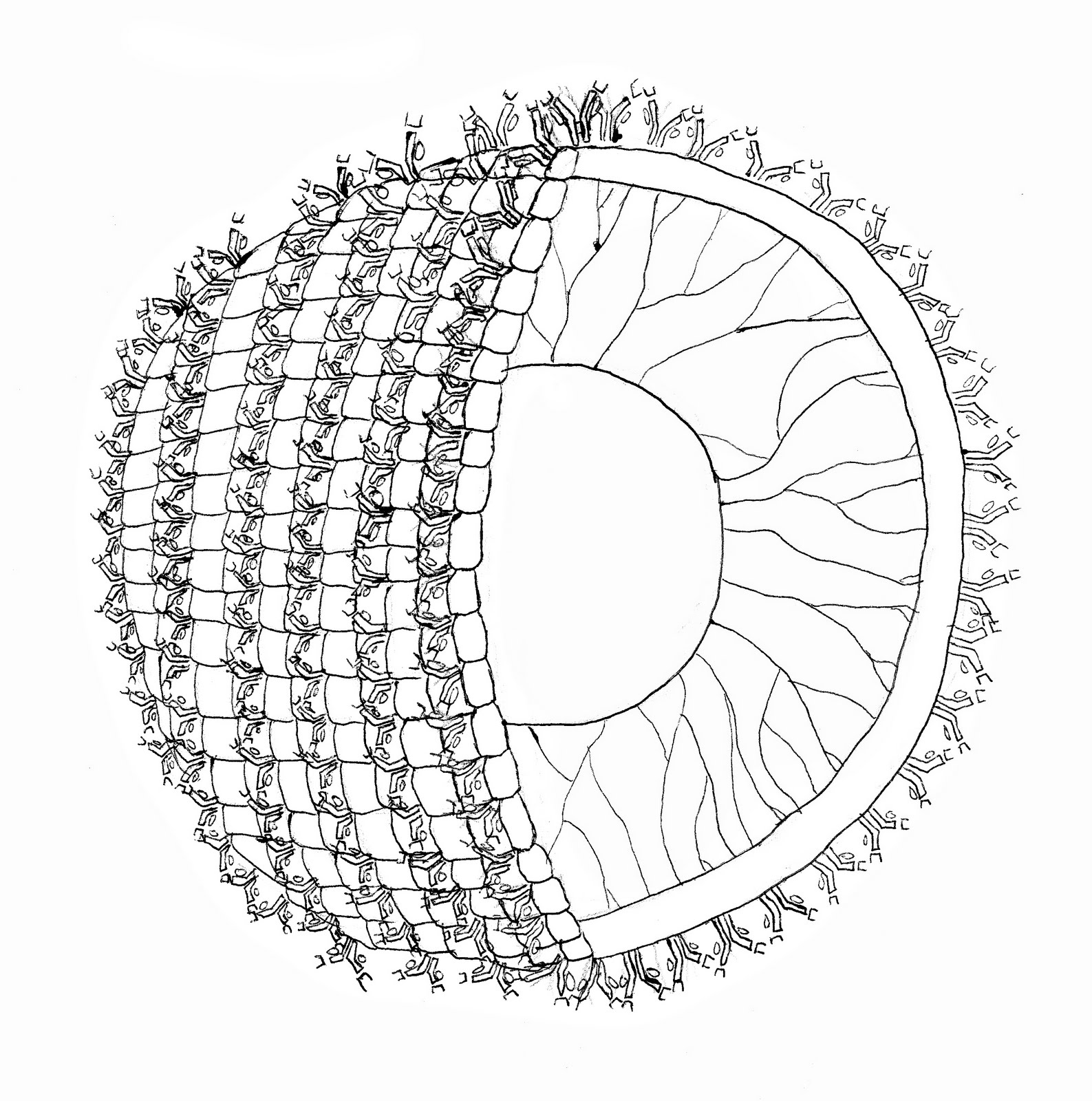 Katy J Negus. BA Hons. CG Arts & Animation: Refined B Cell Design
