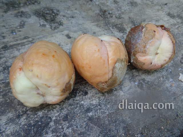 d'Laiqa Arena: Mengajari Anak Menanam Alpukat Dari Biji