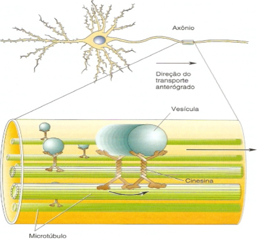 Med Questões: Neurônios e Glia (Bear - Cap. 2)