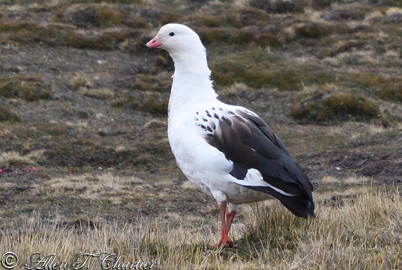 Michigan Hummingbird Guy: Peru Birding Trip Day 13 - July 20, 2018