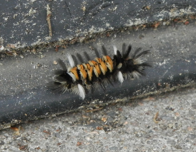 GranWood Explores: Caterpillar Field Guide