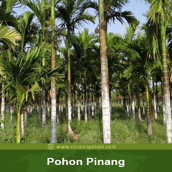 Mengenal Lebih Dekat Pohon Pinang, Si Tinggi dari Keluarga Palem ...