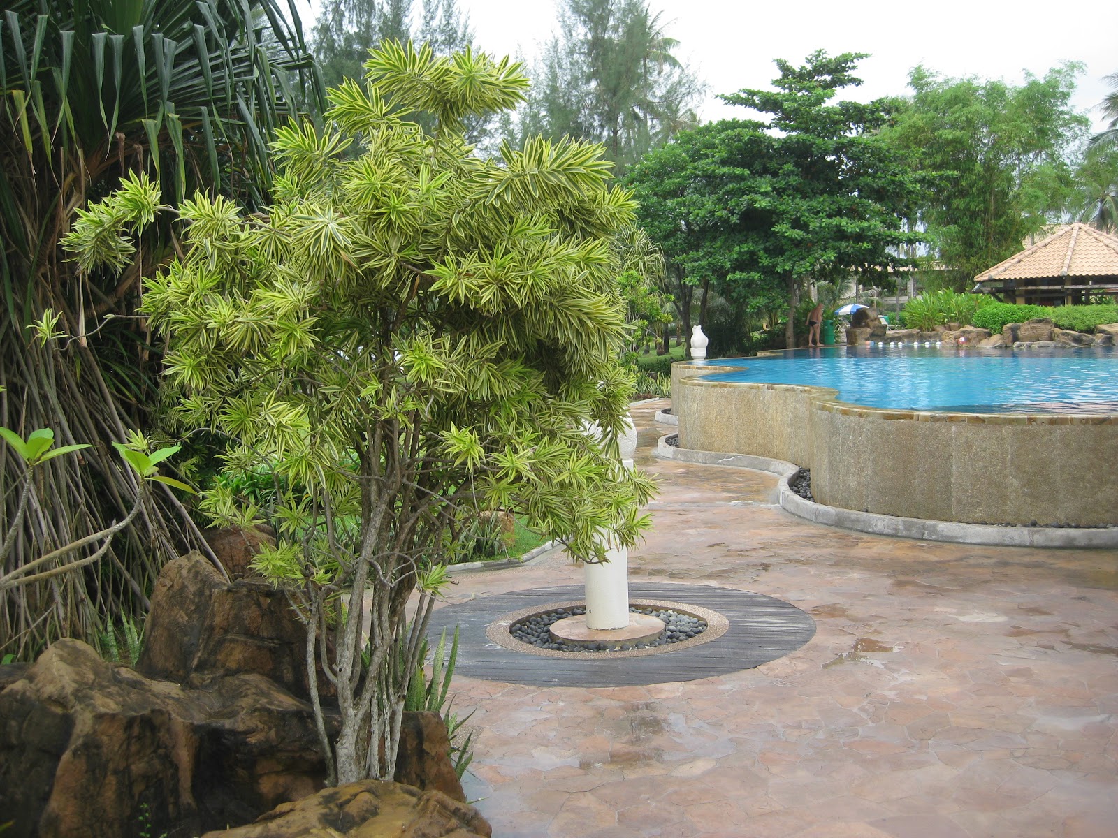 PlantWerkz: Song of India - Dracaena Reflexa