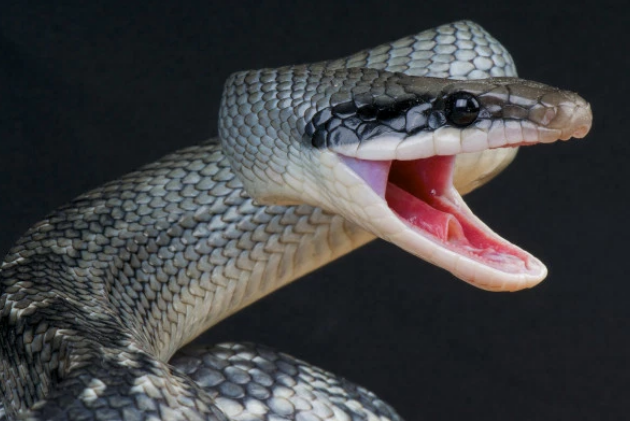 Wikipedia new online: cobra snake ,snake facts,types of snakes,snakes ...