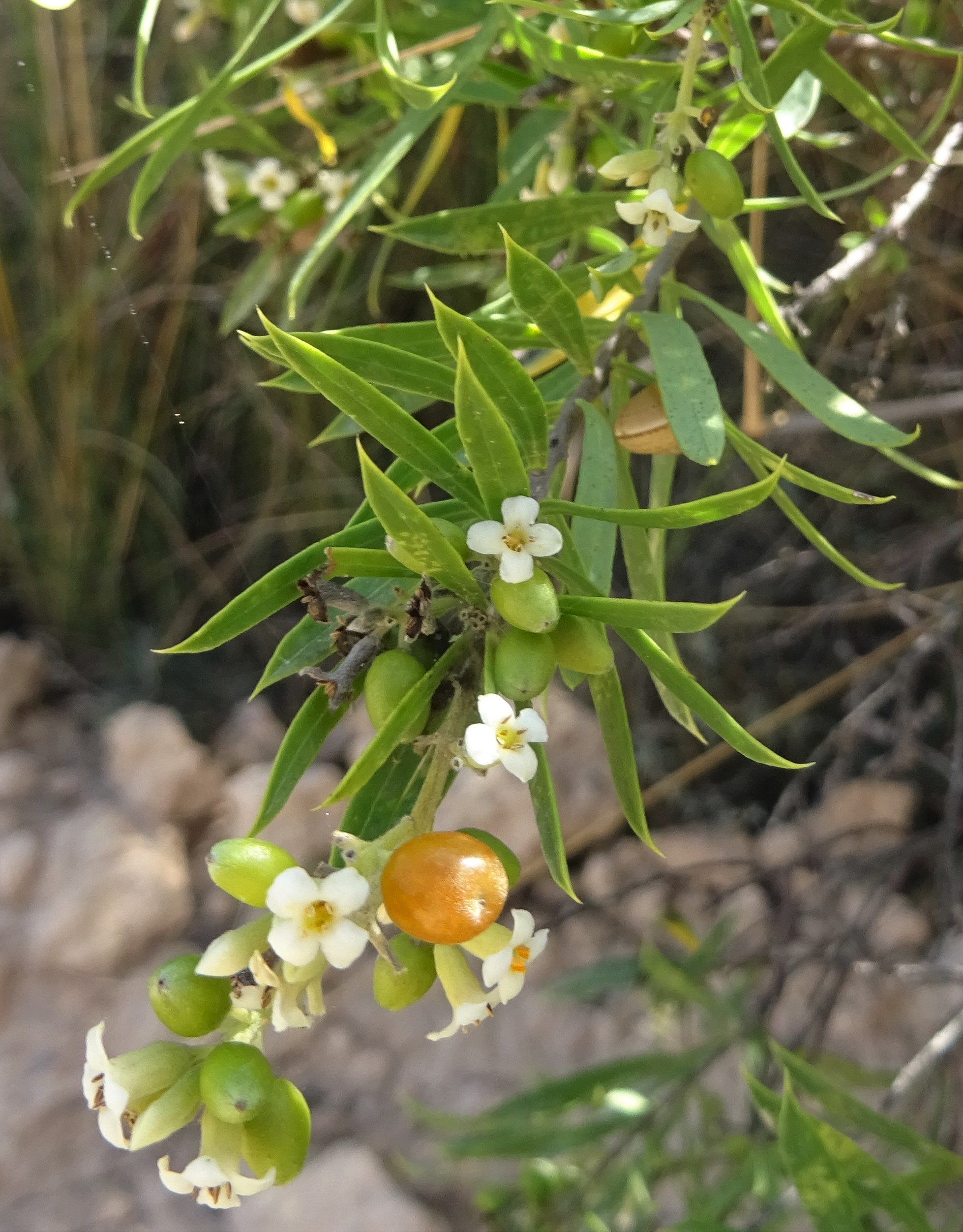 HERBARIO VIRTUAL DE BANYERES DE MARIOLA Y ALICANTE: Daphne gnidium ...