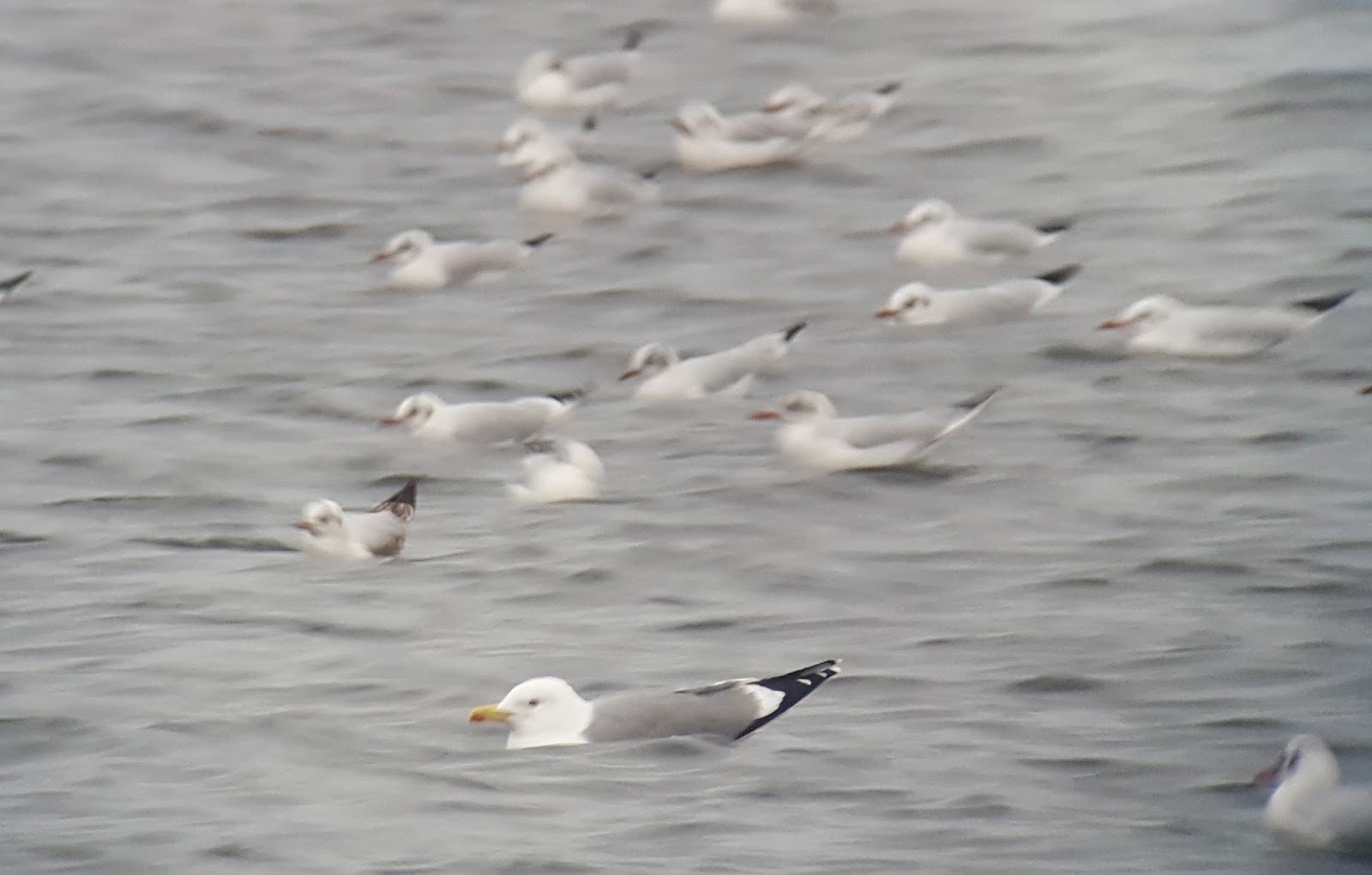 A Field Notebook: Pennington Flash gull roost