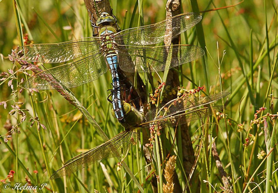 Helma's natuurfoto's: Libel eet Juffer in de AWD.......