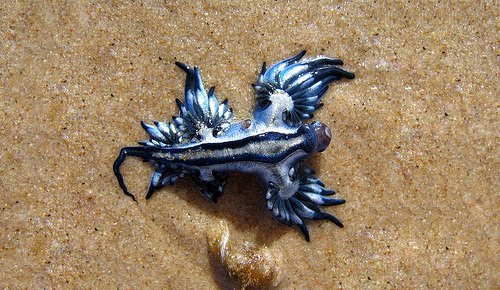 .: Los 6 animales mas raros que he visto gracias al internet.