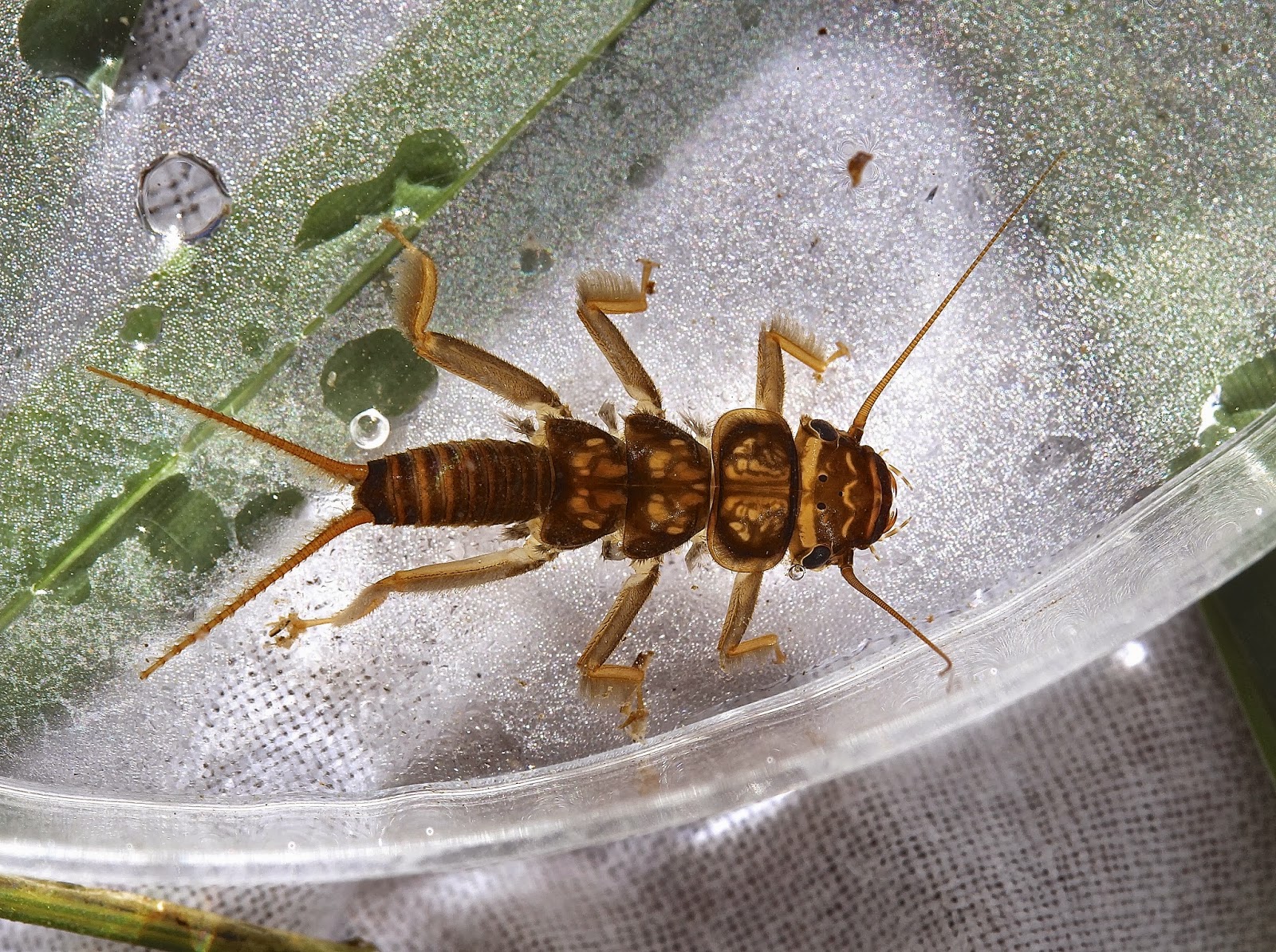 Aquatic Insects of Central Virginia: The common stonefly, Acroneuria ...
