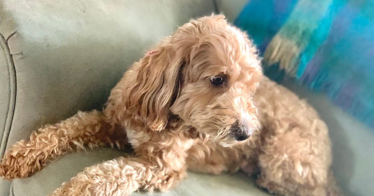 My Adventure Training a Diabetic Alert Dog