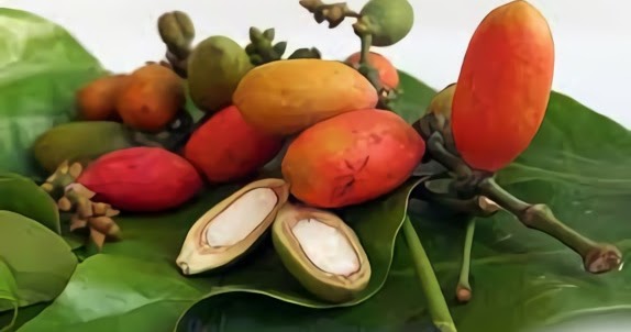 Daun Melinjo Sangat Bermanfaat Untuk Kesehatan Dan Pengolahanya - By ...