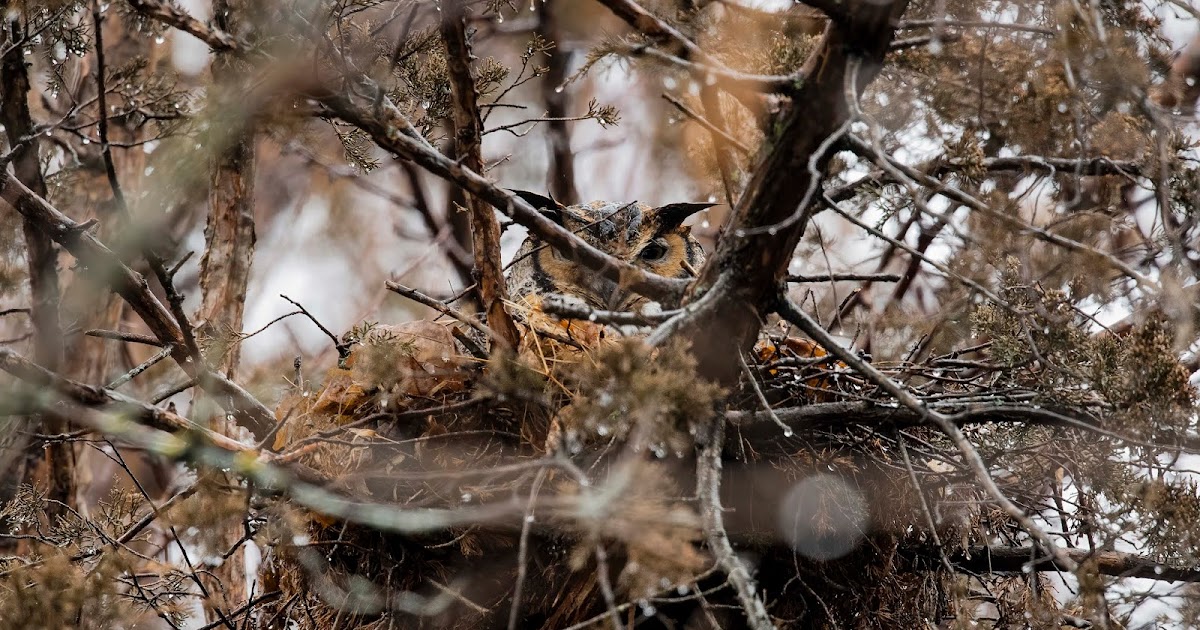 CIIcanoe...: “Hoot” …the female Great Horned Owl...in the rain
