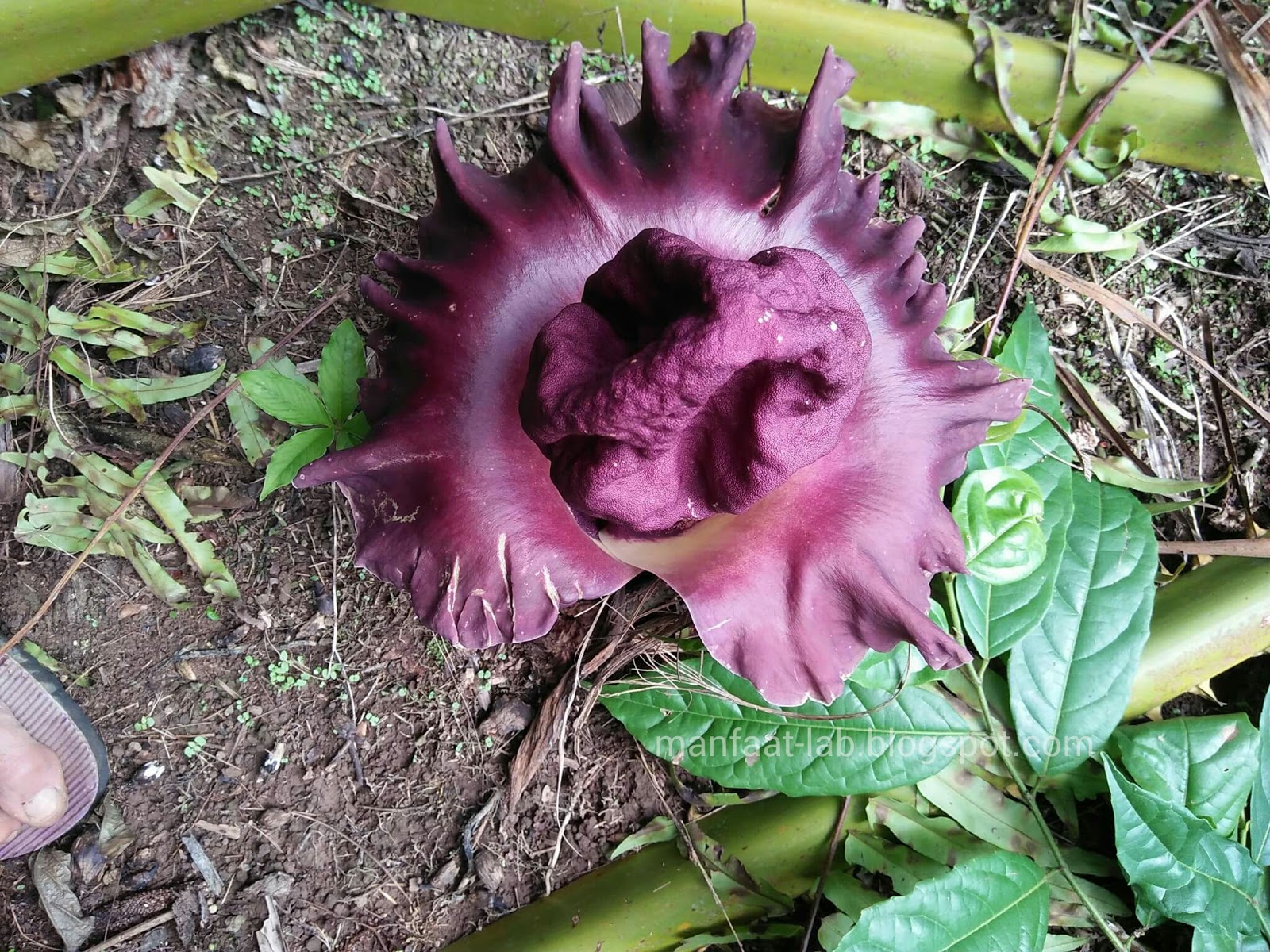 Bentuk bunga bangkai Sumatra - Manfaat-Lab